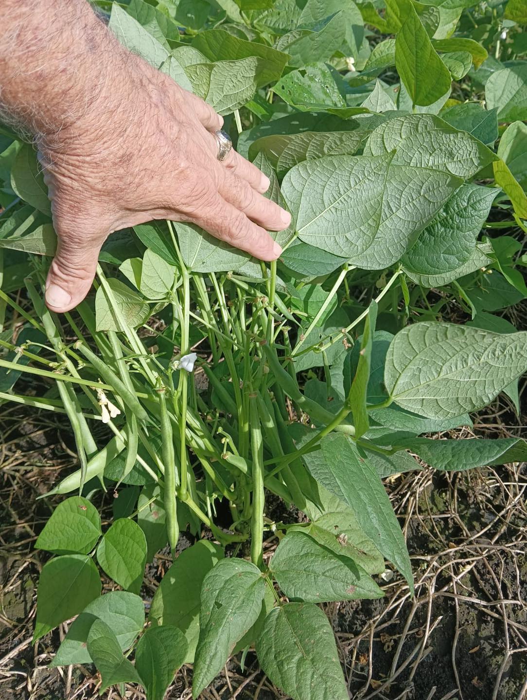 Regional alliances for iron-rich beans in Latin American countries